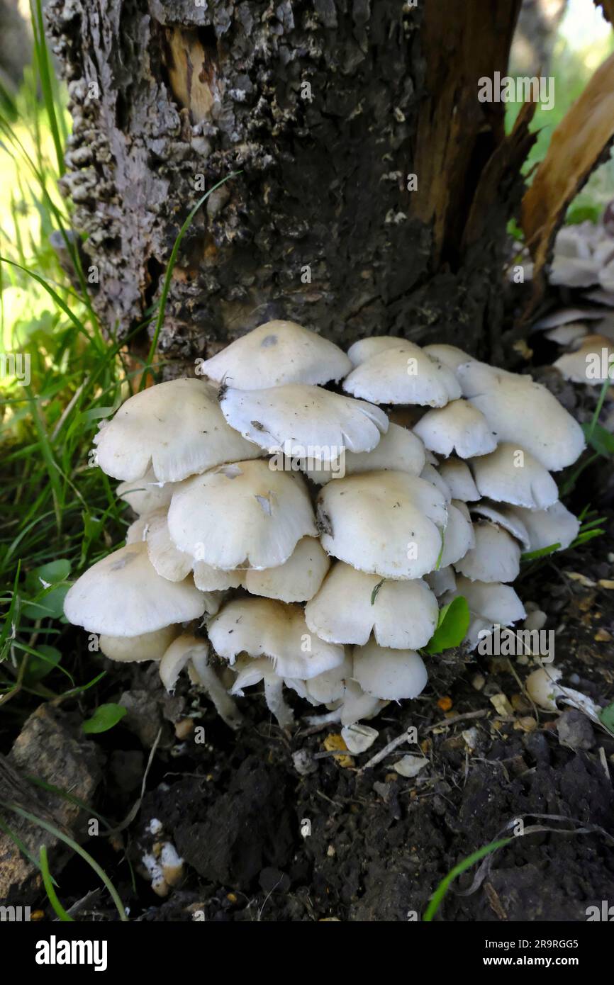 Mushrooms growing in June after spores were released from a dead tree ...