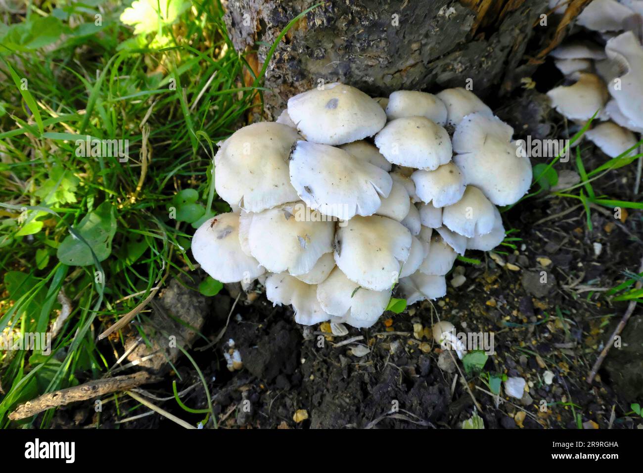 Mushrooms growing in June after spores were released from a dead tree ...