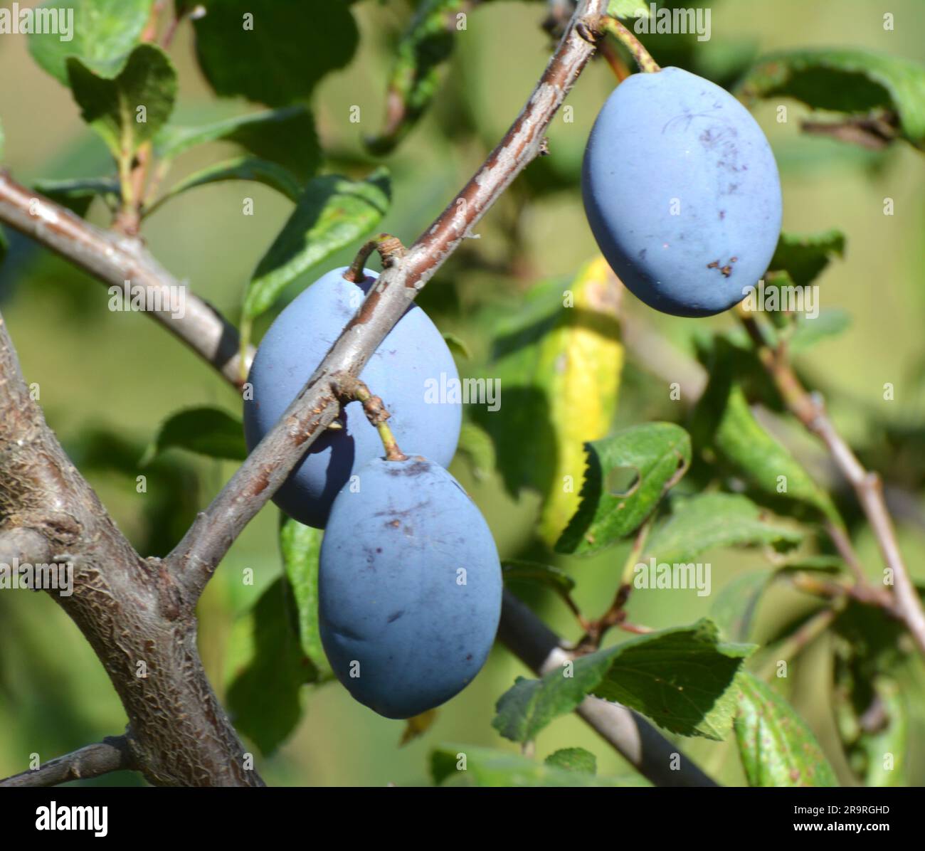 Tree ripe hi-res stock photography and images - Alamy