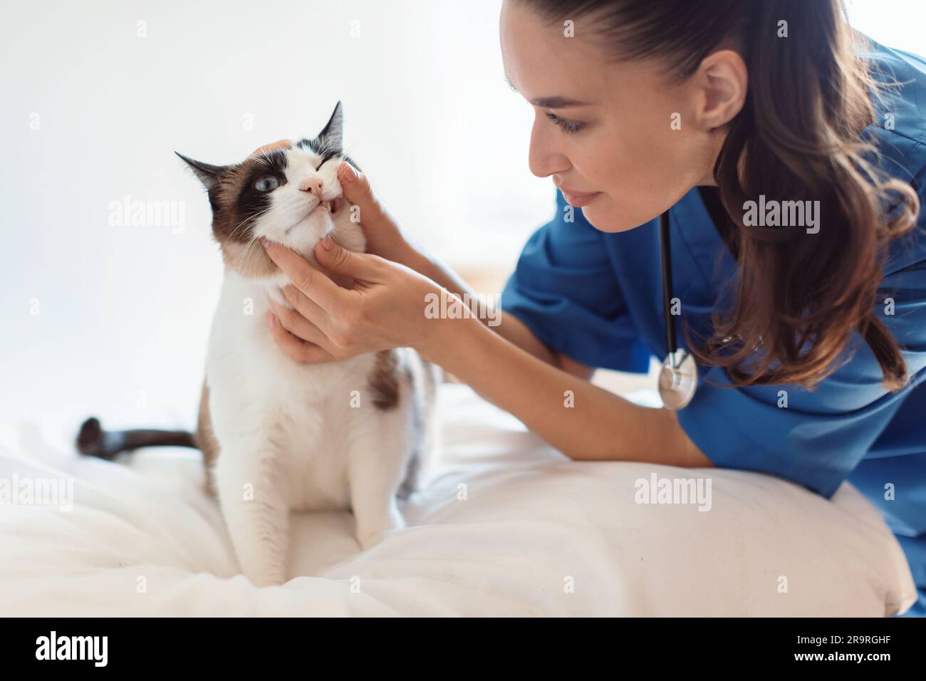 Veterinarian Doctor Examining Cat's Teeth During Appointment At Vet ...