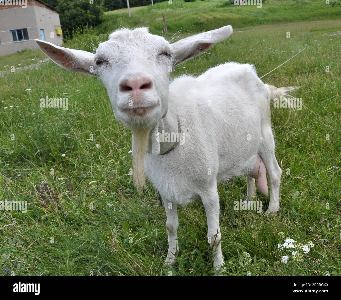 Young goat grazes in spring hi-res stock photography and images - Alamy