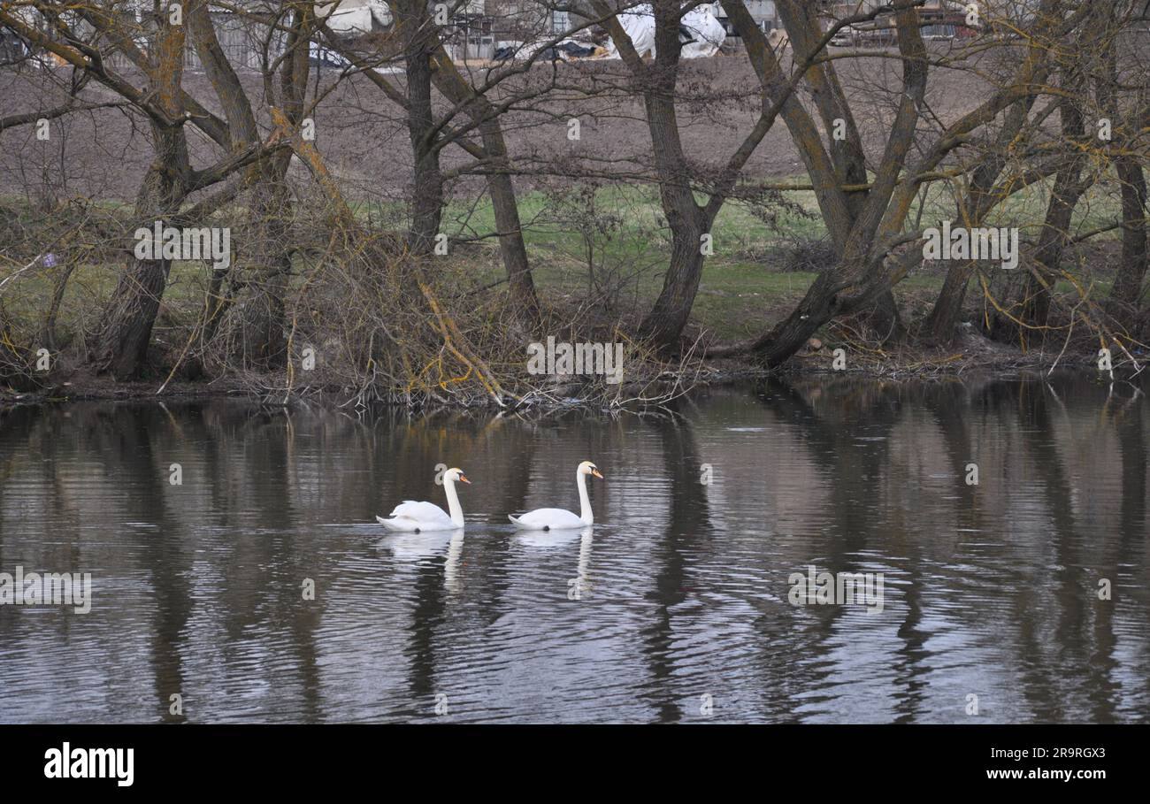 Village pond with swans hi-res stock photography and images - Alamy