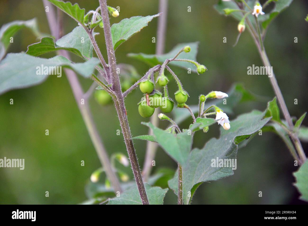 In nature grows plant with poisonous berries nightshade (Solanum nigrum ...