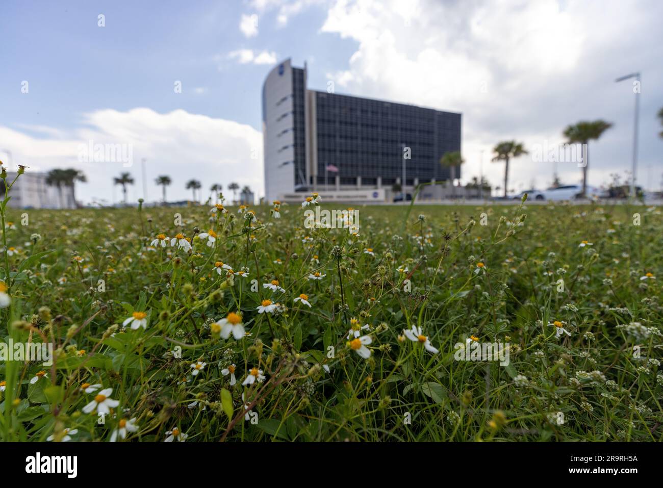Wildflowers at KSC. Wildflowers and palm trees are in view near the ...