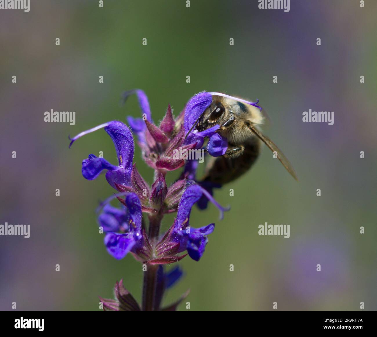 Macro of a honey bee at work Stock Photo - Alamy