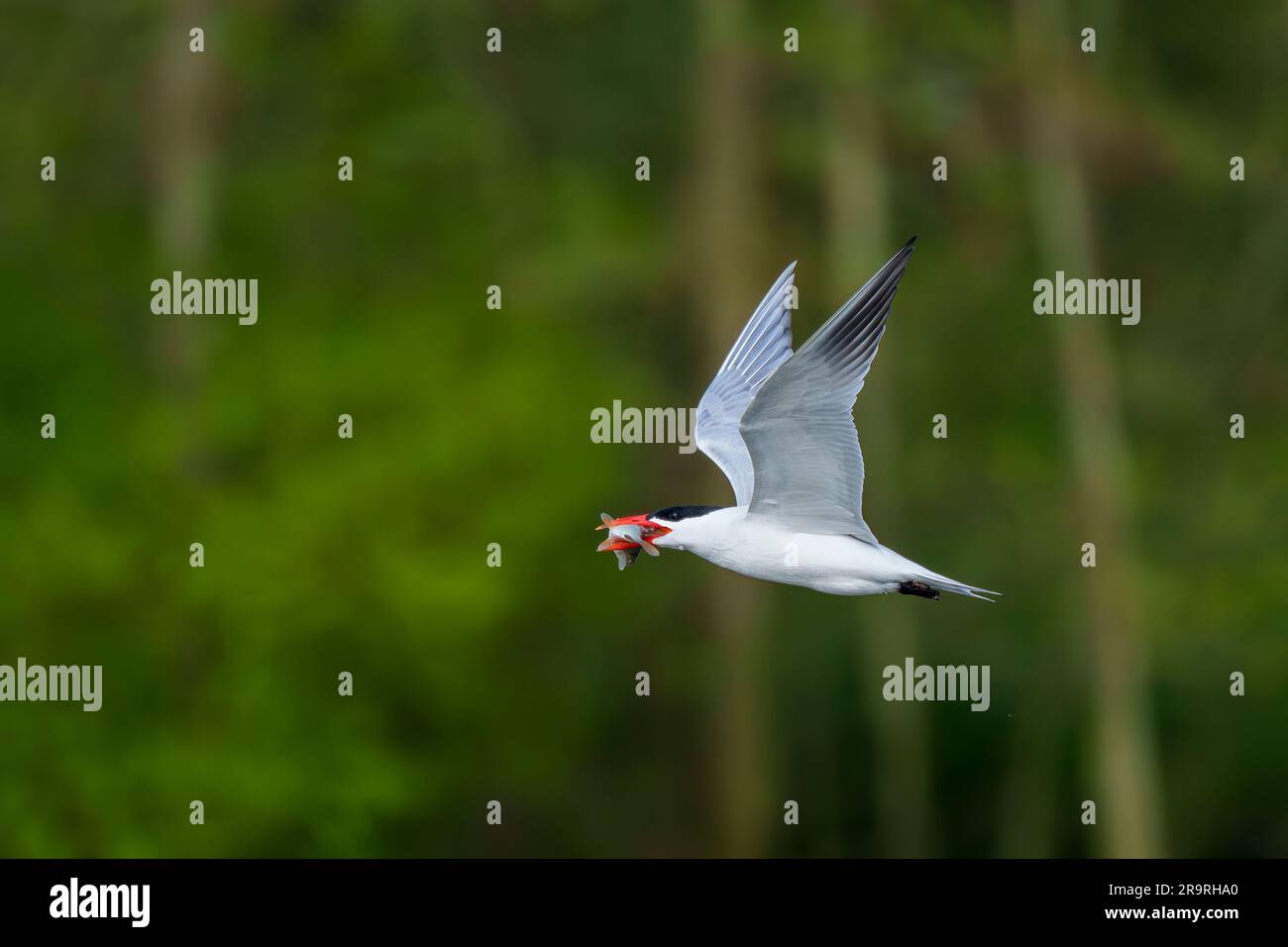 A small bird is captured in mid-flight over a tranquil forest setting ...
