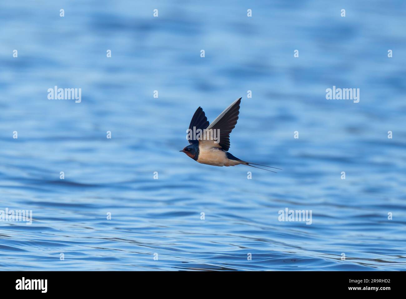 A bird soaring over a body of water, its wingspan open wide Stock Photo ...
