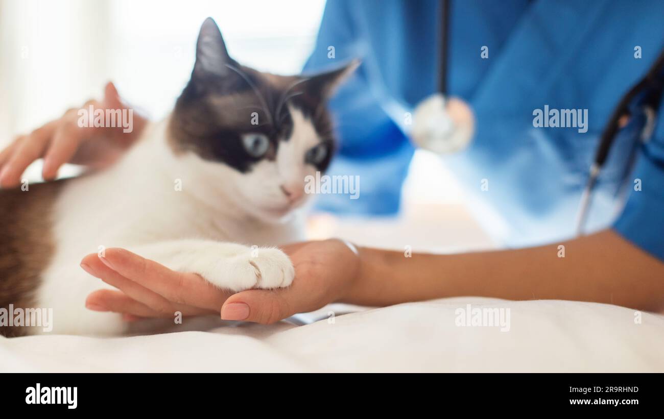 Cat Giving Paw To Veterinarian In Modern Vet Clinic Indoor Stock Photo ...