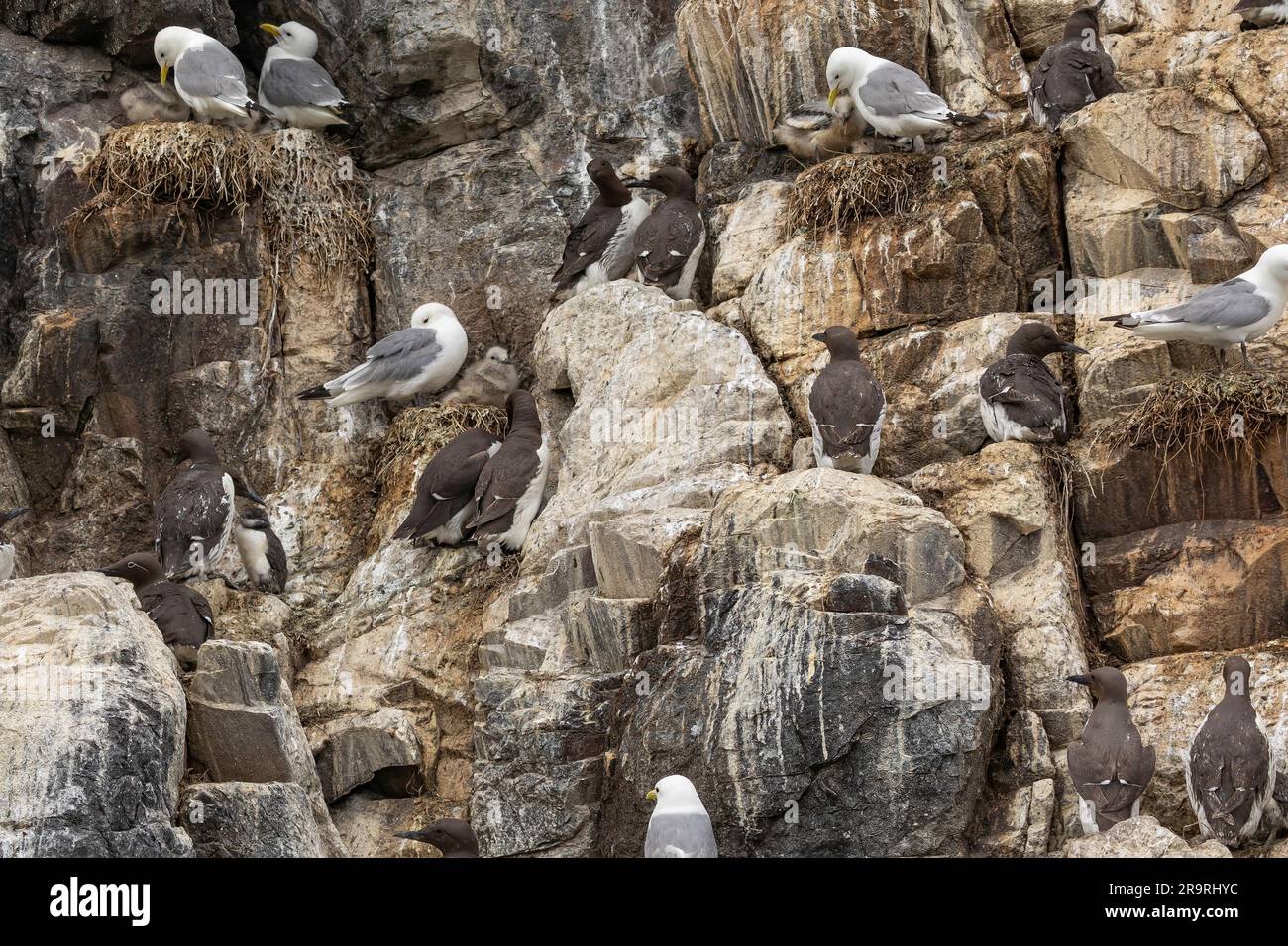 Various shorebird species hi-res stock photography and images - Alamy