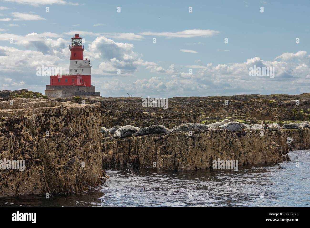 red and white lighthouse on an island with seal in the foregound Stock ...
