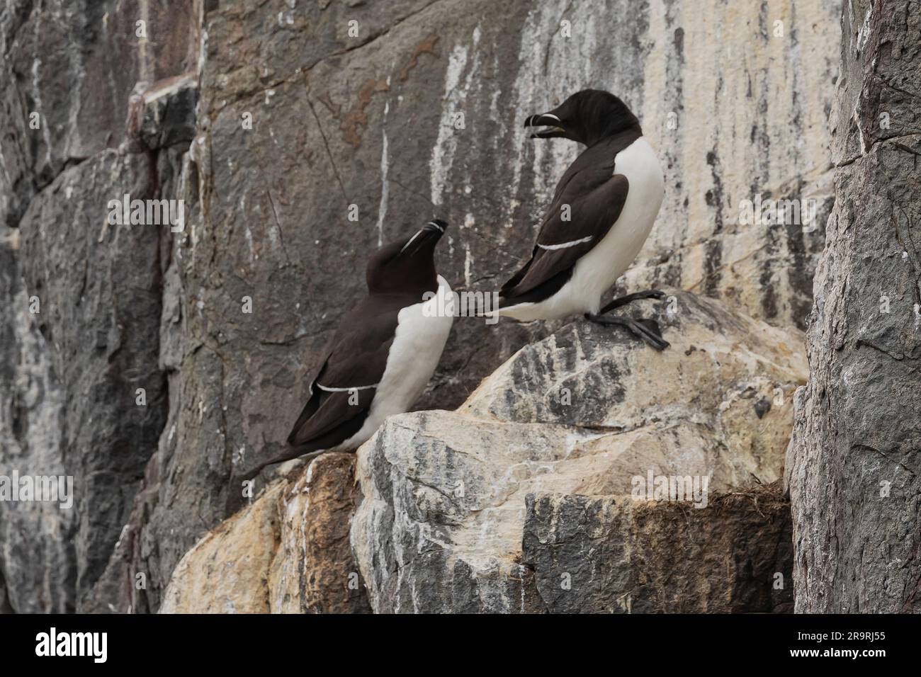 Two black and white common Murre birds roosting on a cliff face Stock ...
