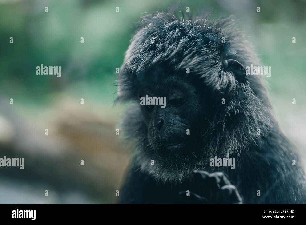 Close up shot of fluffy Goeldi's marmoset face. Cute adorable goeldis ...