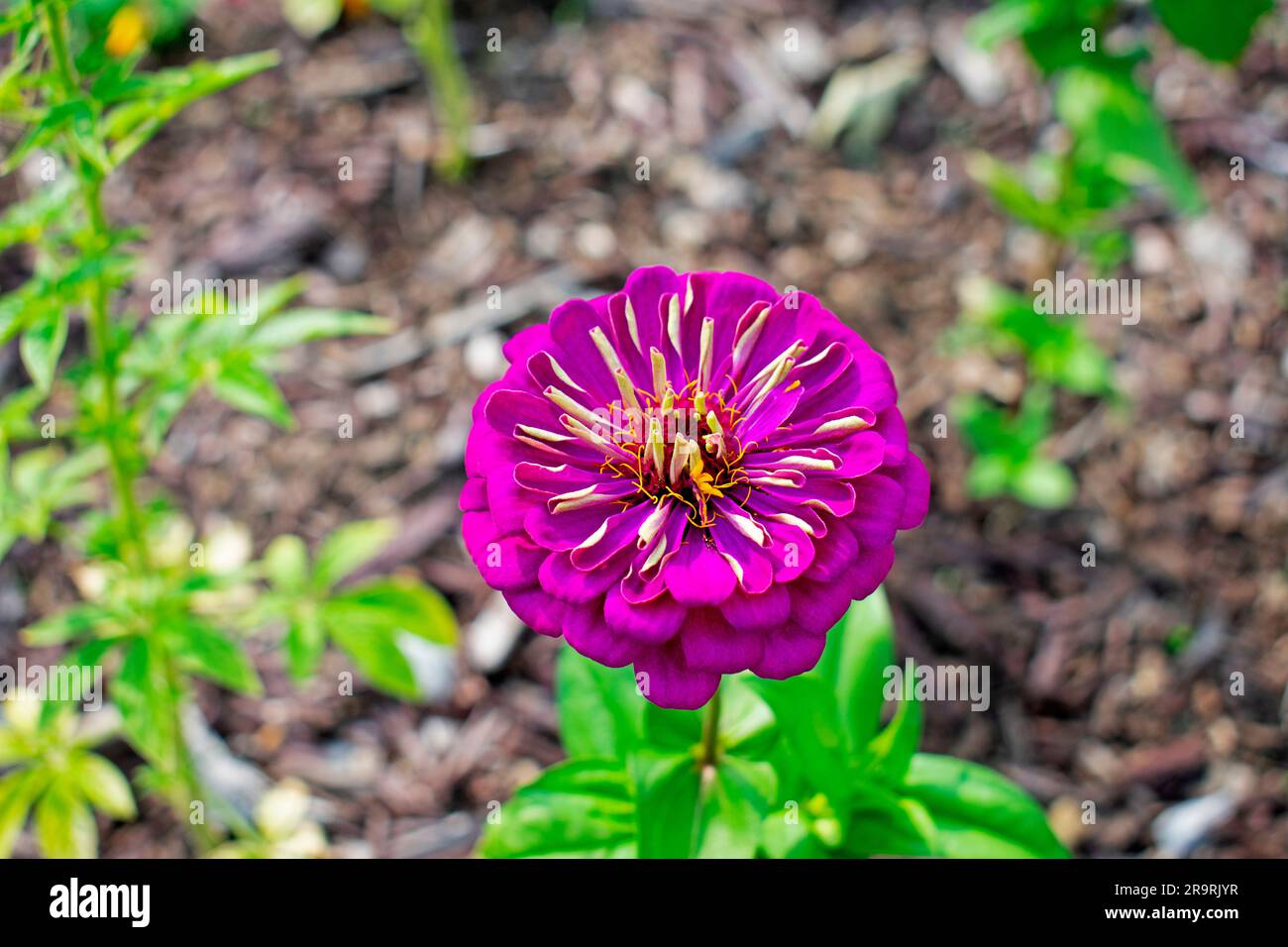 Single plum-purple narrow leafed zinnia flower on a blurred background ...