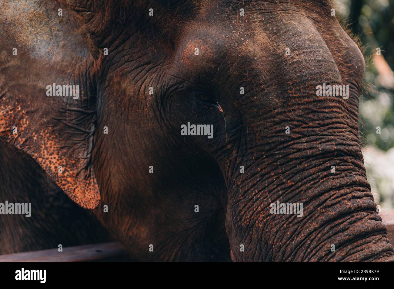 Close up shot of small cute elephant at the fence. Visiting safari ...