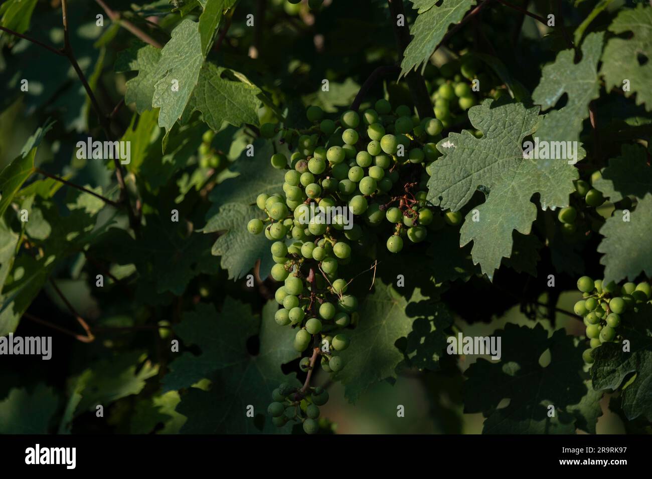 20230626 4 hi-res stock photography and images - Alamy