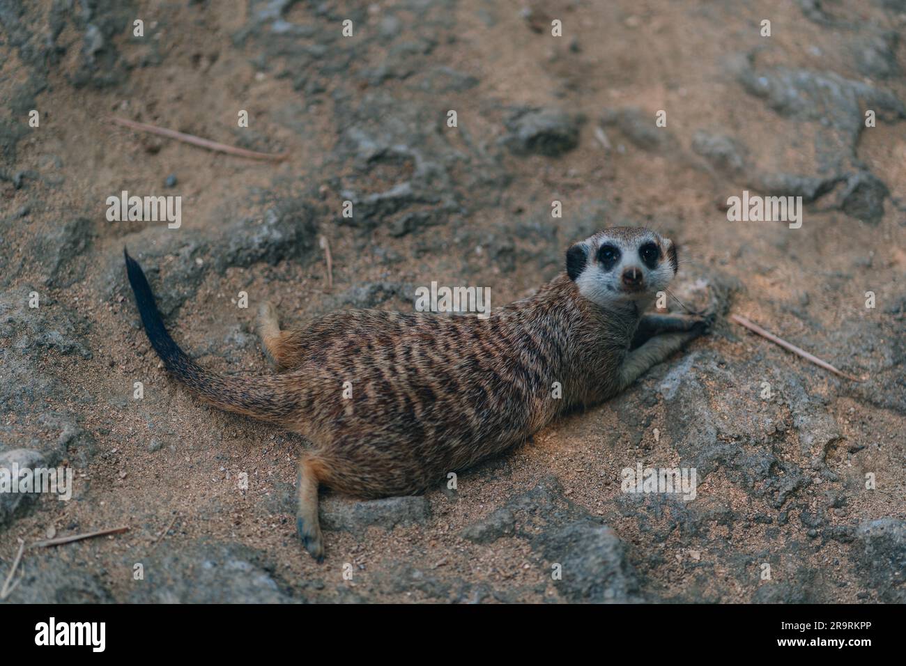 Close up shot of funny lying suricate on sand. Lazy meerkat relaxing ...