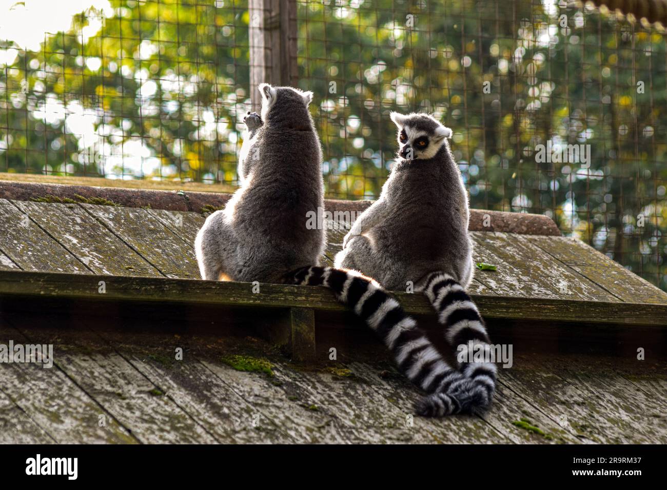 Tail ring tailed lemurs hi-res stock photography and images - Alamy