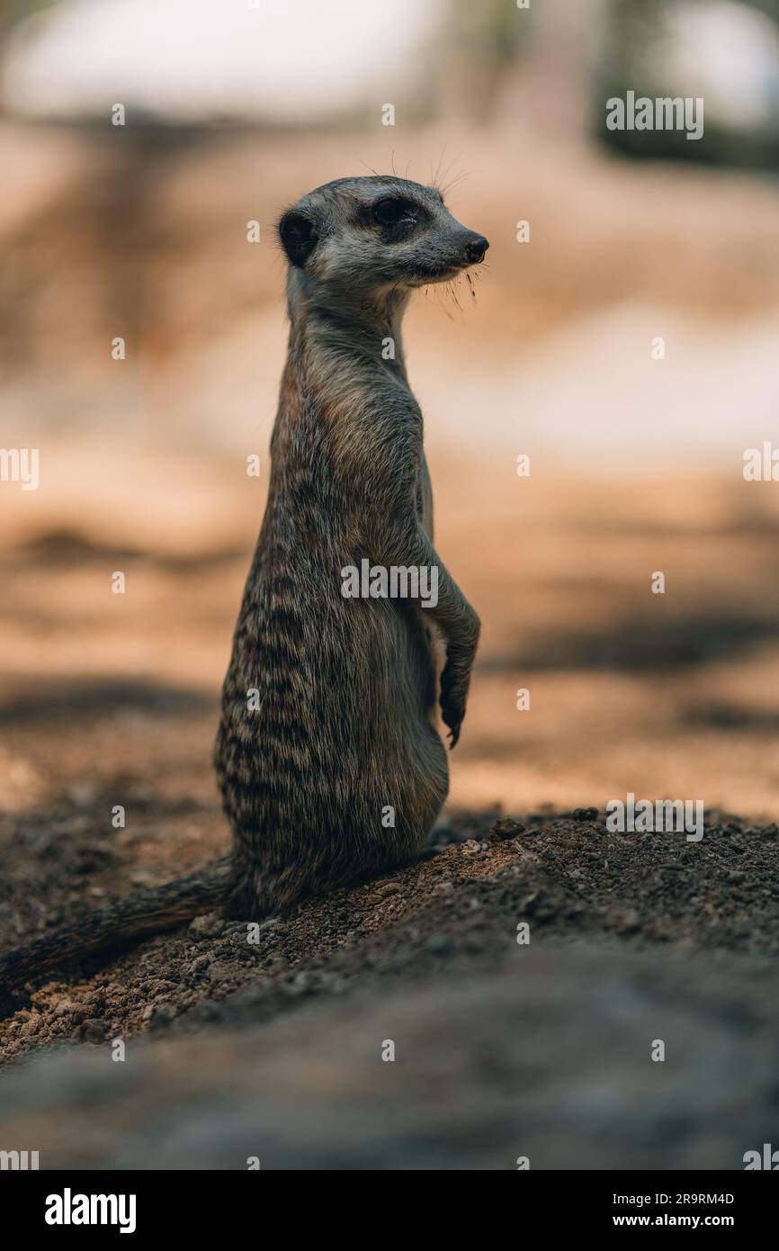 Close up shot of standing suricate. Cute meerkat on lookout position ...