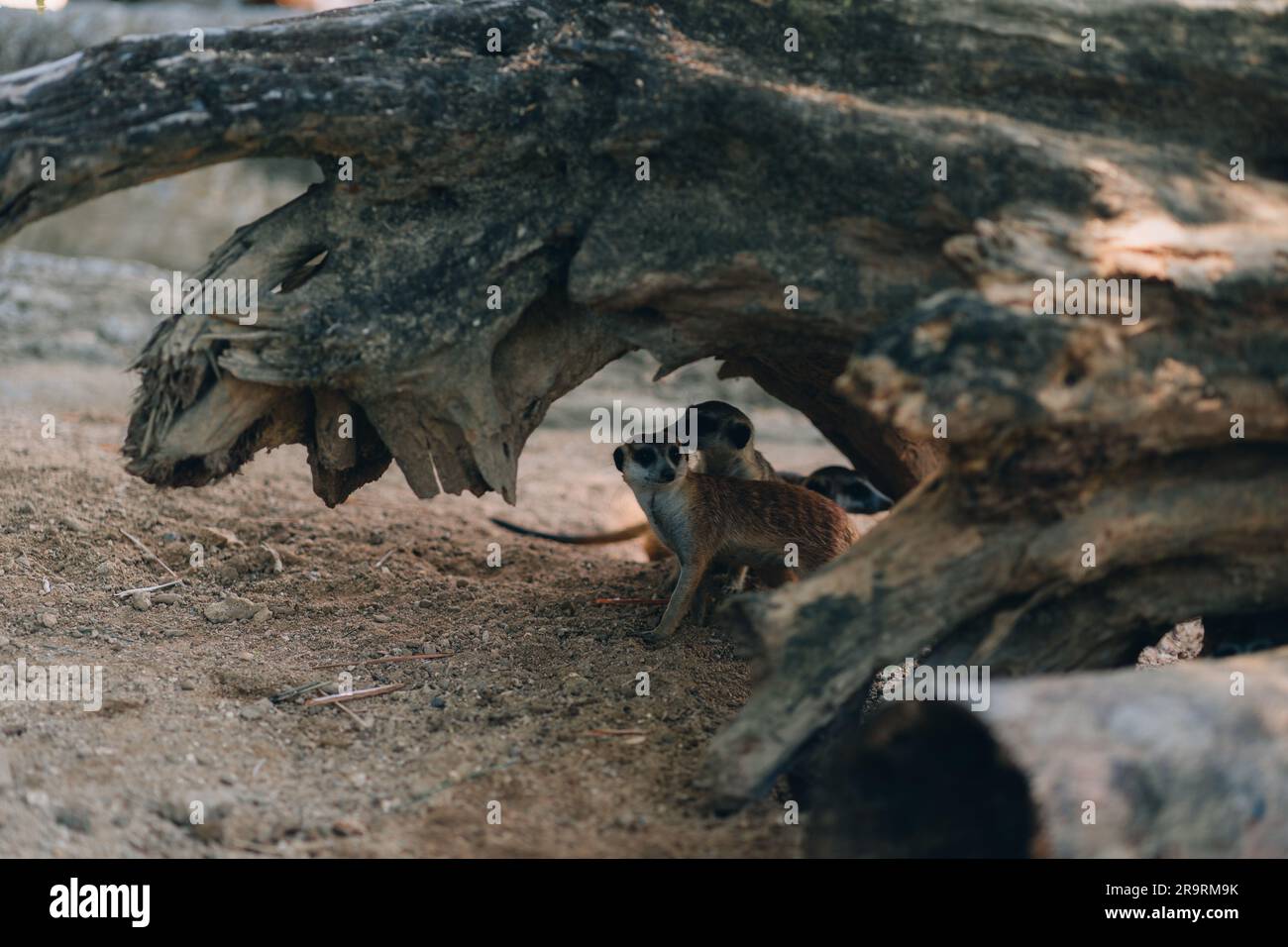 Group of suricates hiding under wood branch. Meerkats sitting in den on ...