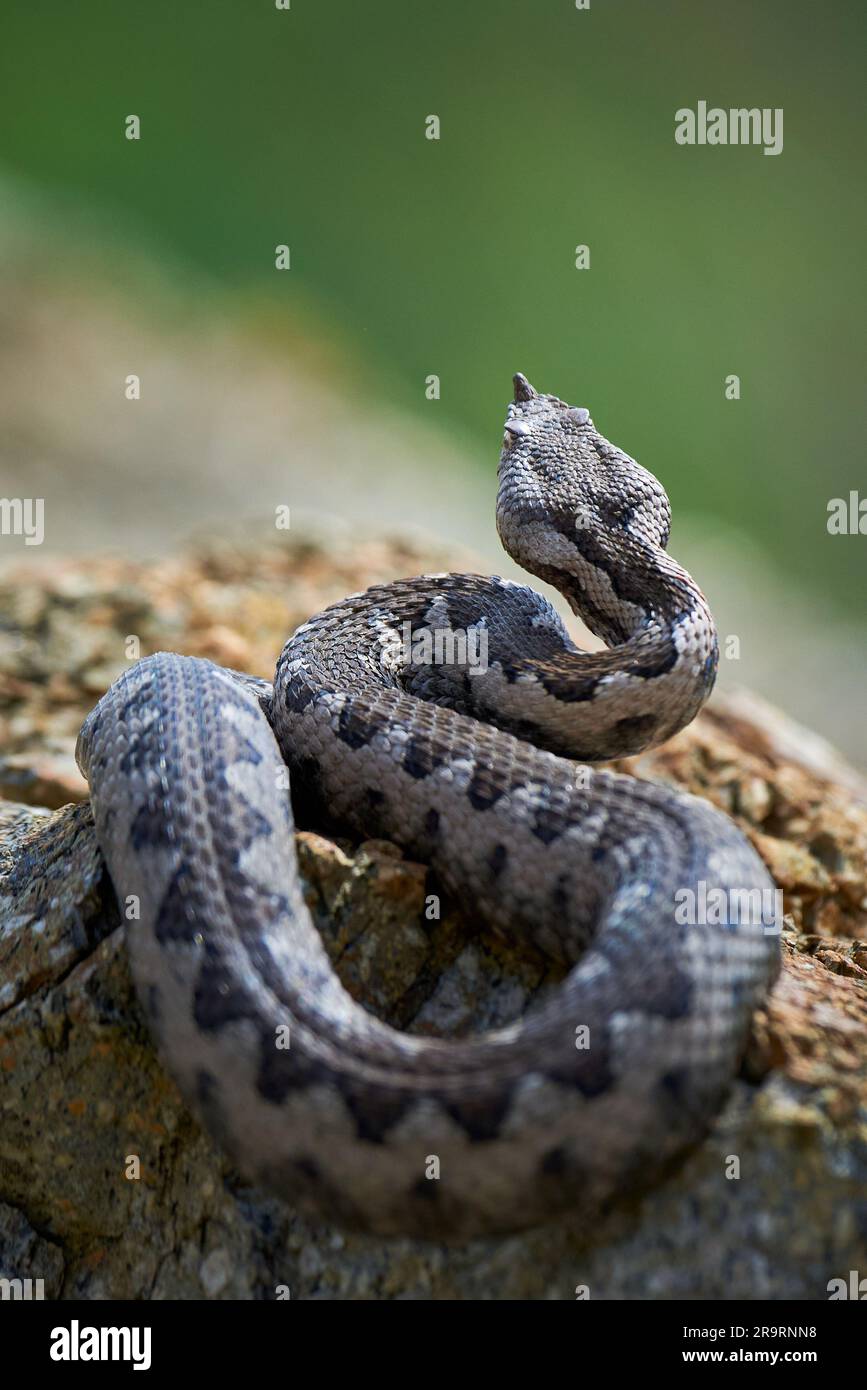 Nose-Horned Viper male in natural habitat (Vipera ammodytes Stock Photo ...