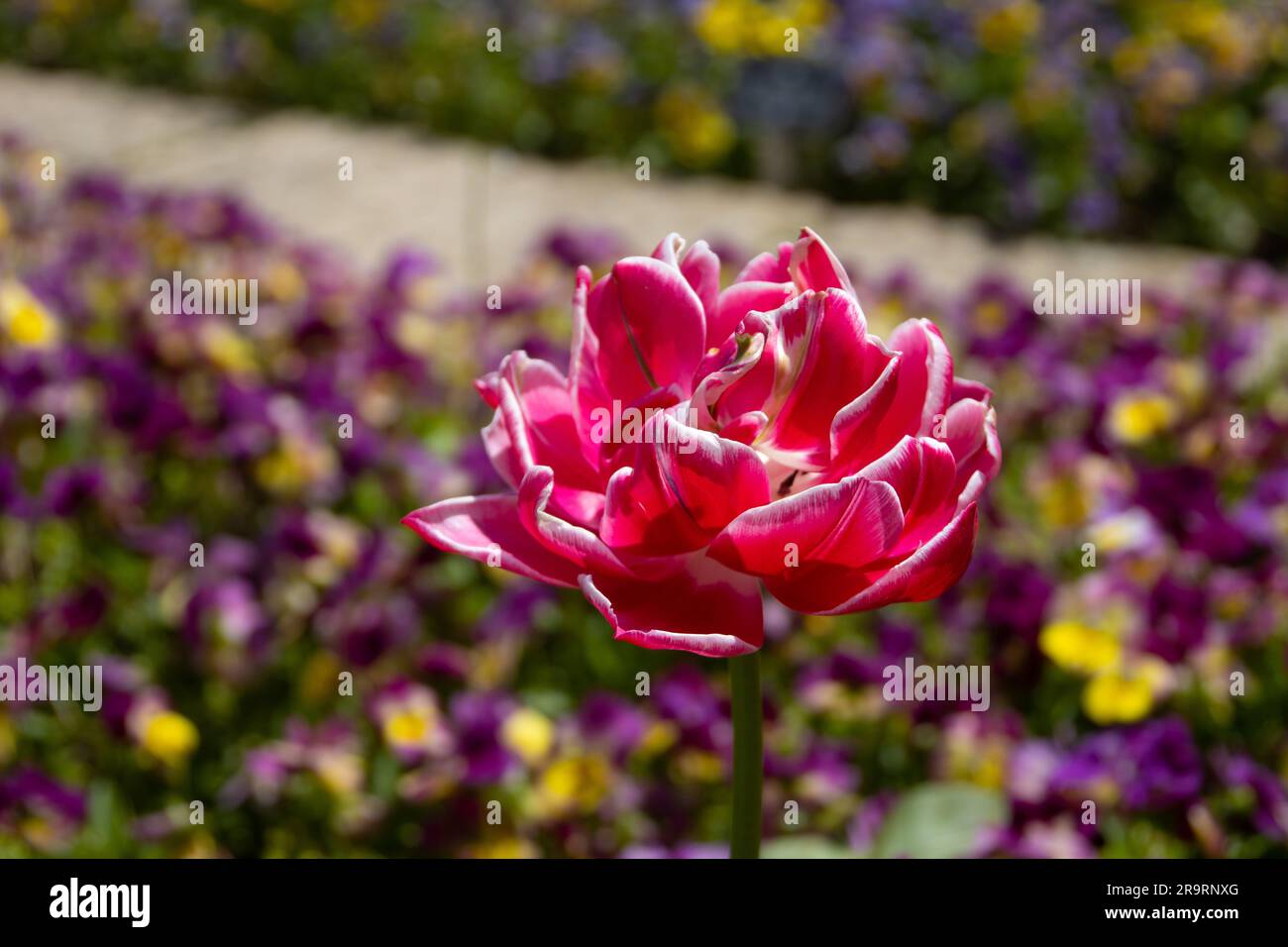 Beautiful dream touch tulip in the garden Stock Photo - Alamy
