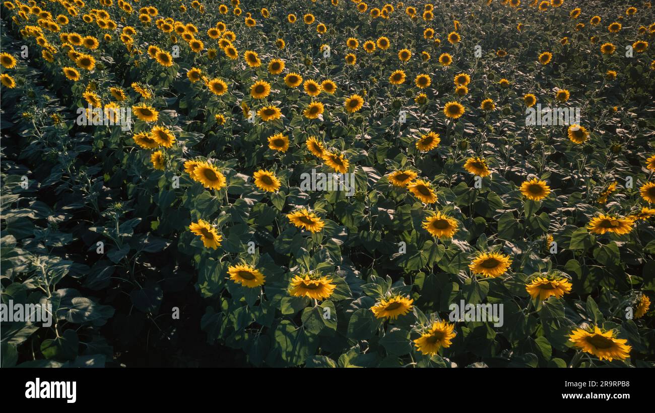 Top aerial view flying over sunflower plantation field just before ...