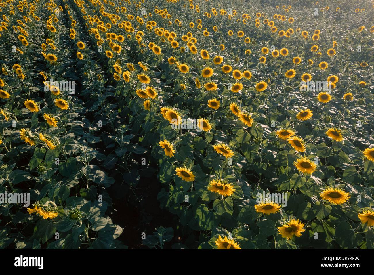 Top aerial view flying over sunflower plantation field just before ...