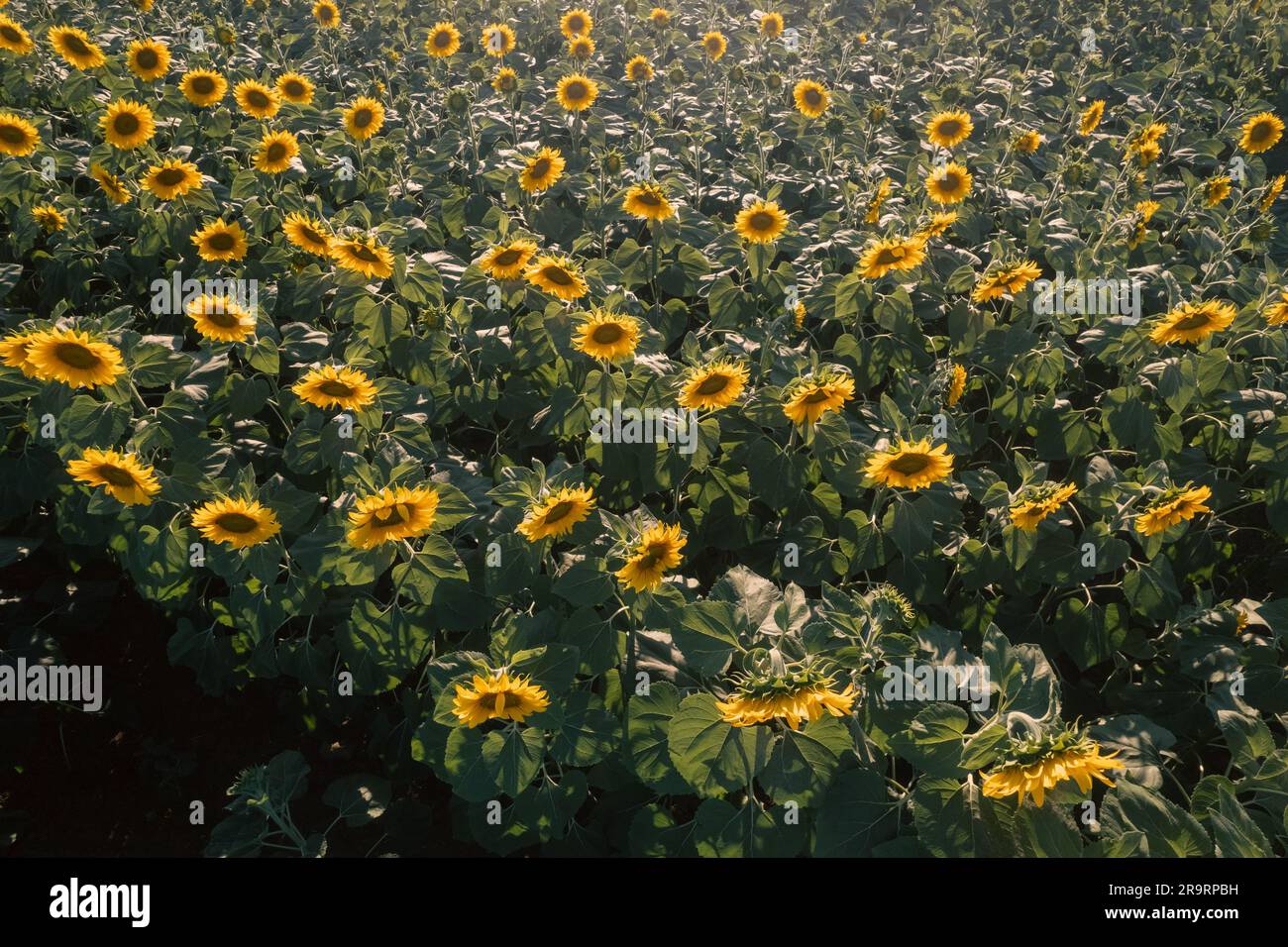 Top aerial view flying over sunflower plantation field just before ...