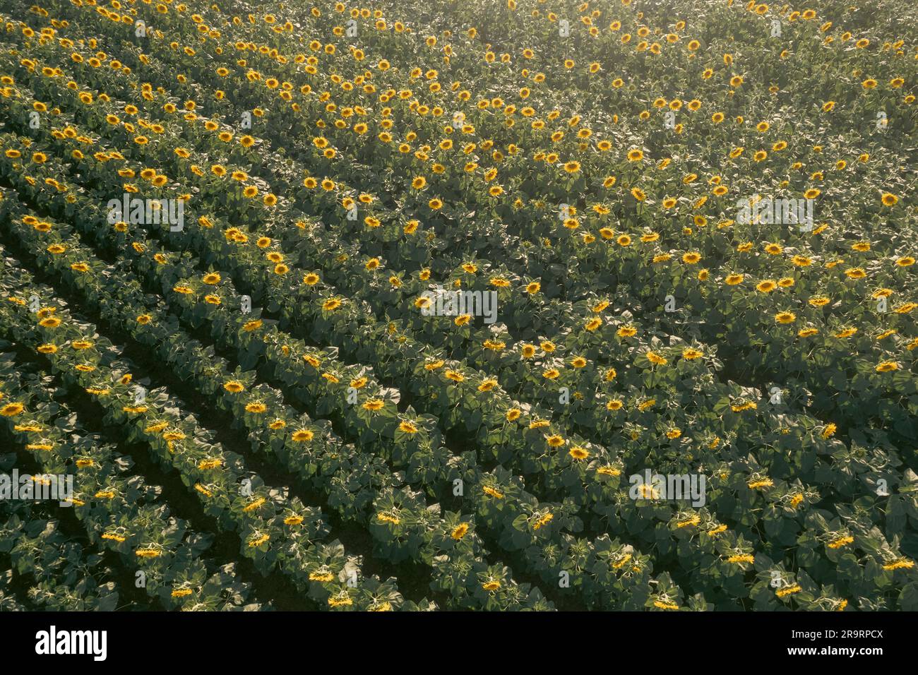 Top aerial view flying over sunflower plantation field just before ...
