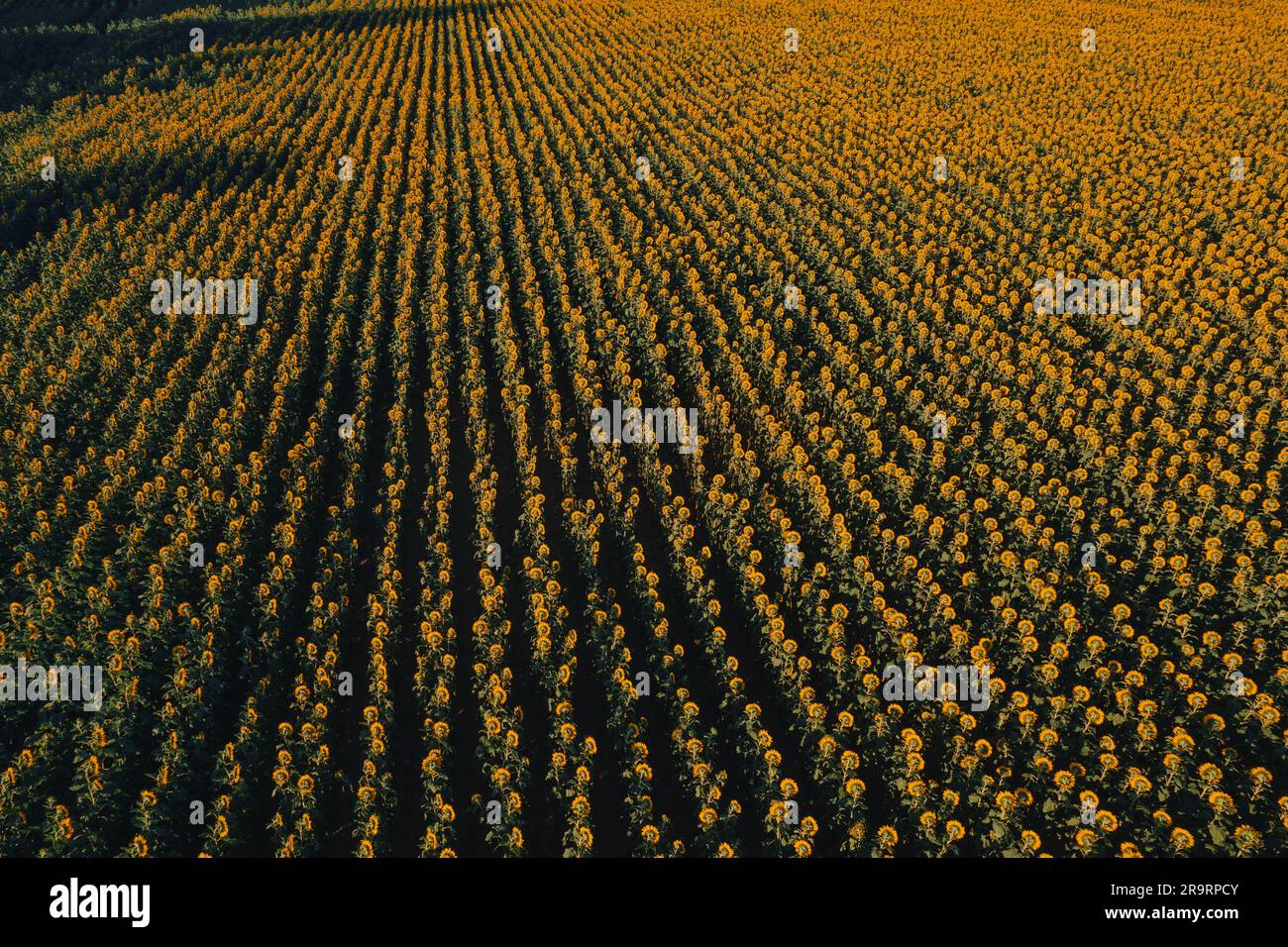 Top aerial view flying over sunflower plantation field just before ...