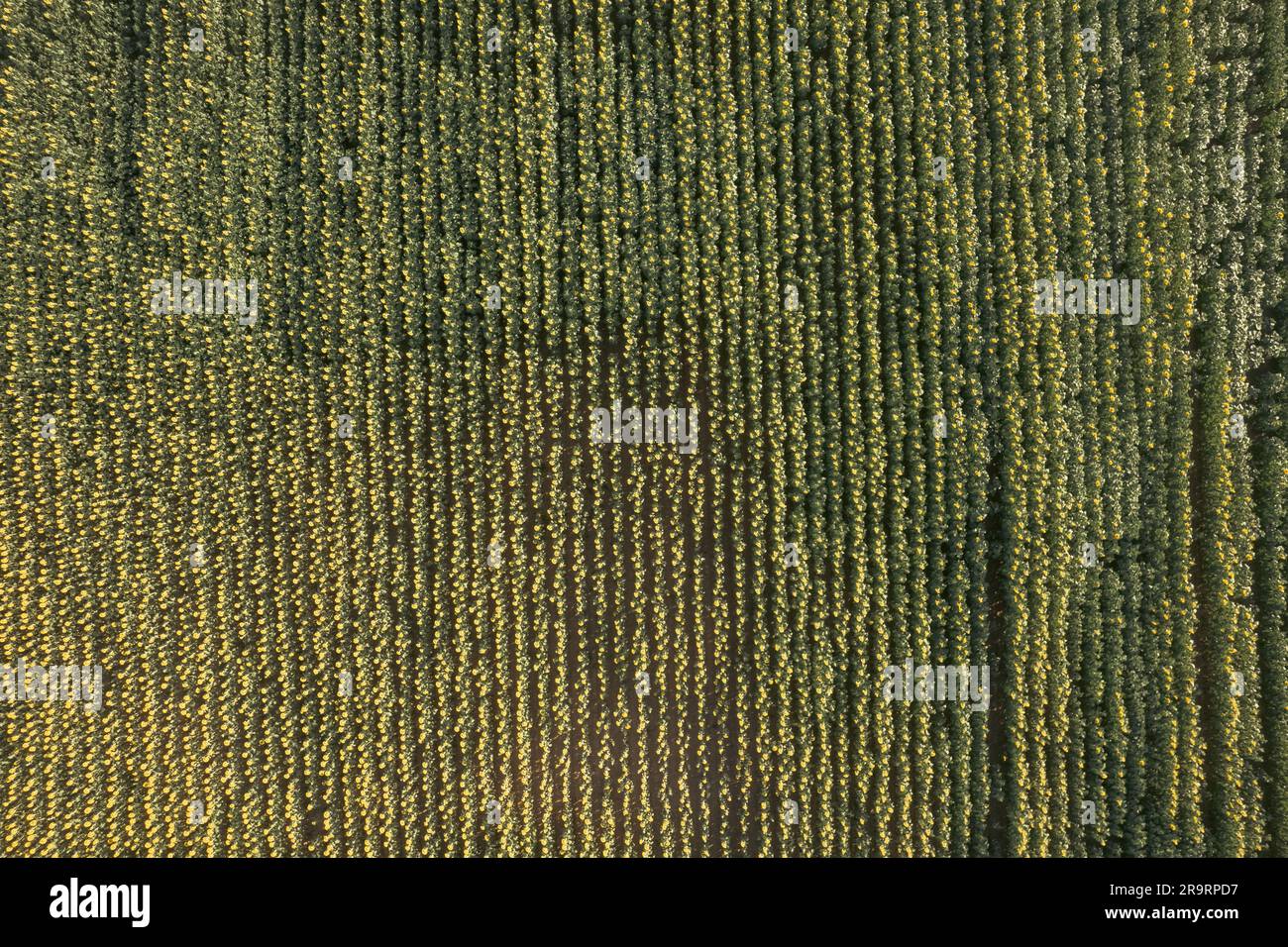 Top aerial view flying over sunflower plantation field just before ...