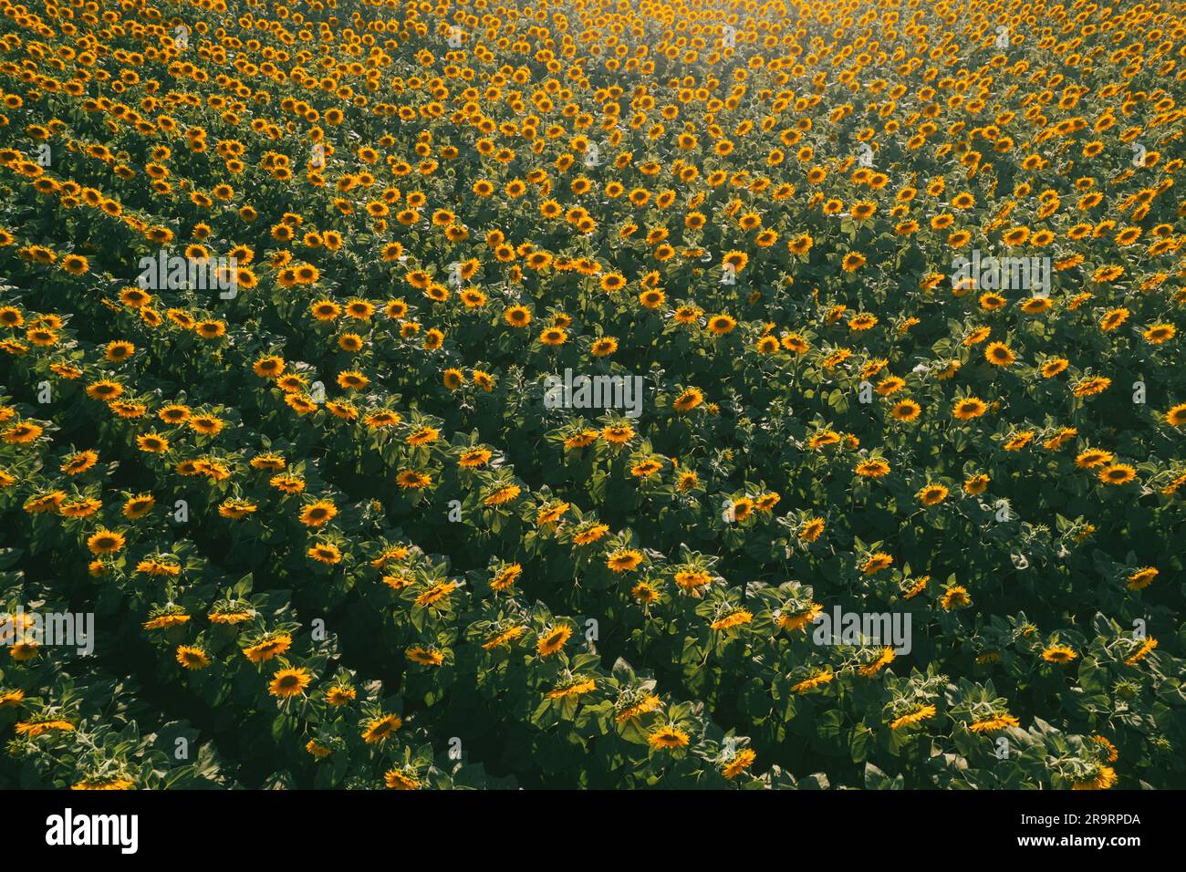Top aerial view flying over sunflower plantation field just before ...