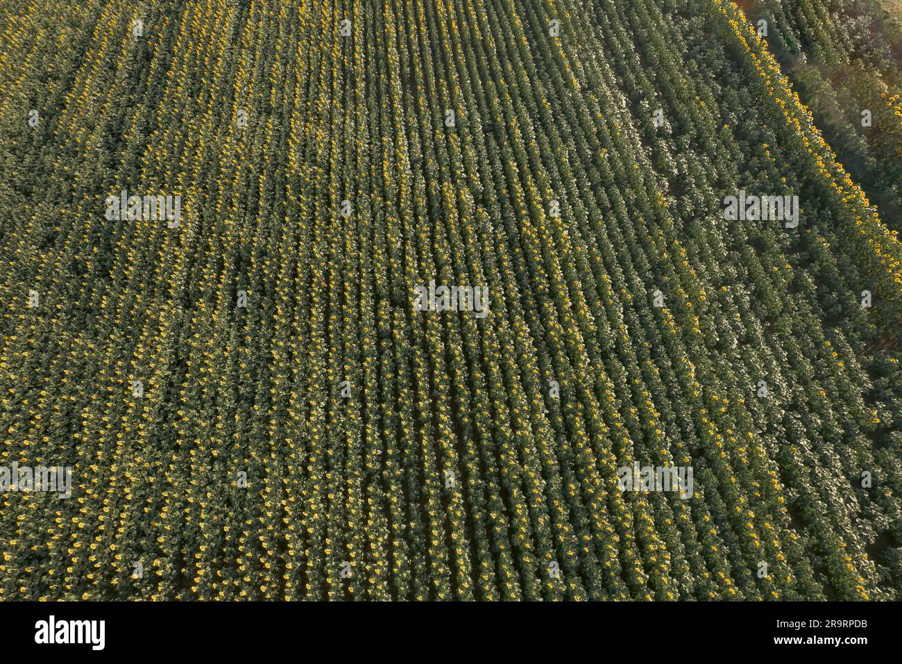 Top aerial view flying over sunflower plantation field just before ...