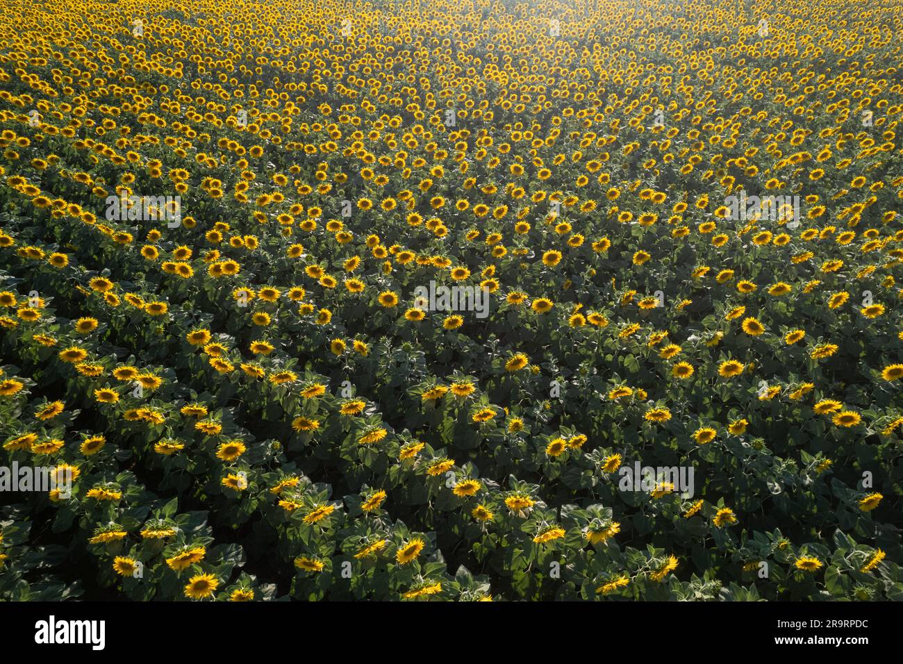 Top aerial view flying over sunflower plantation field just before ...