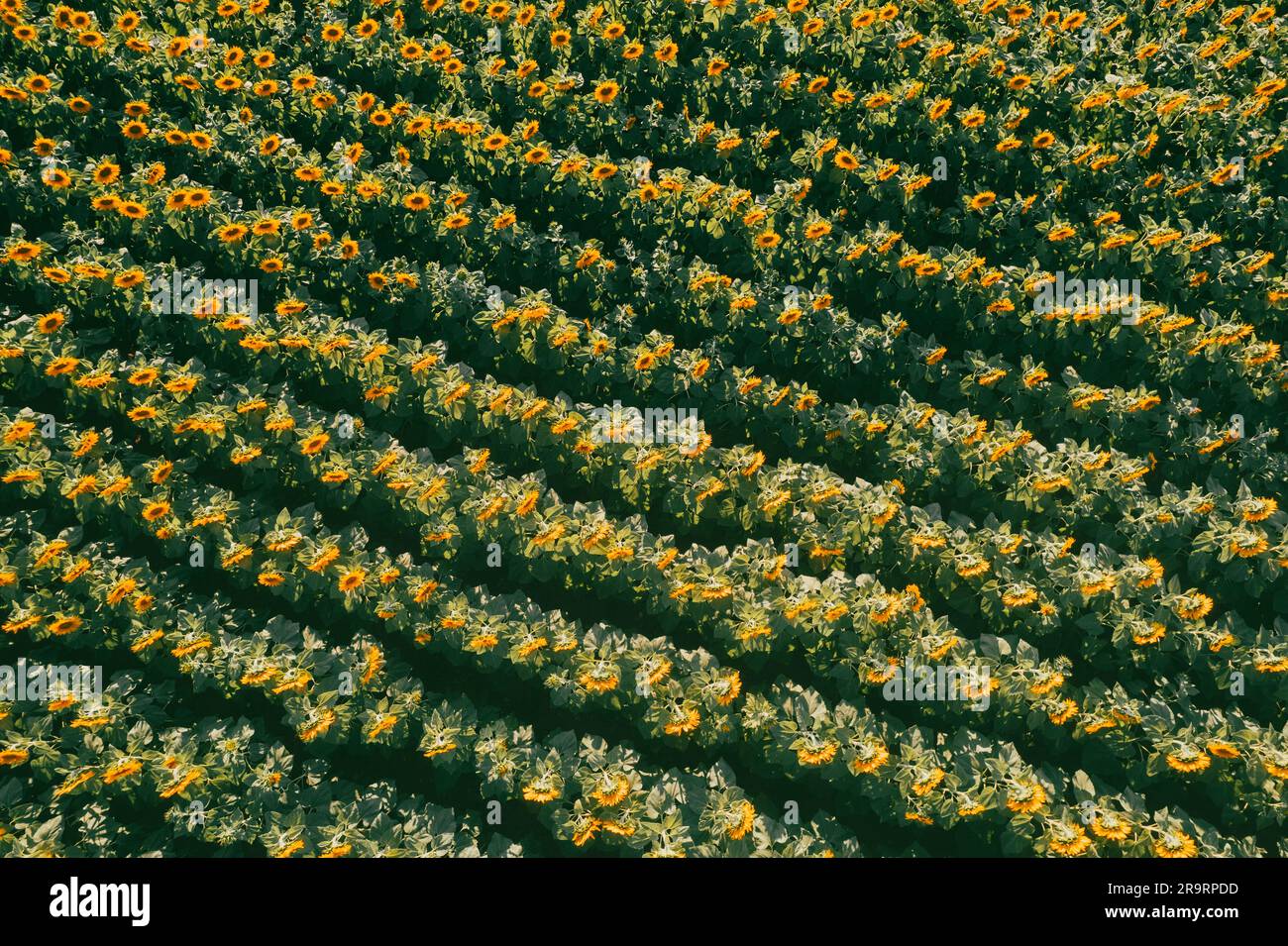 Top aerial view flying over sunflower plantation field just before ...