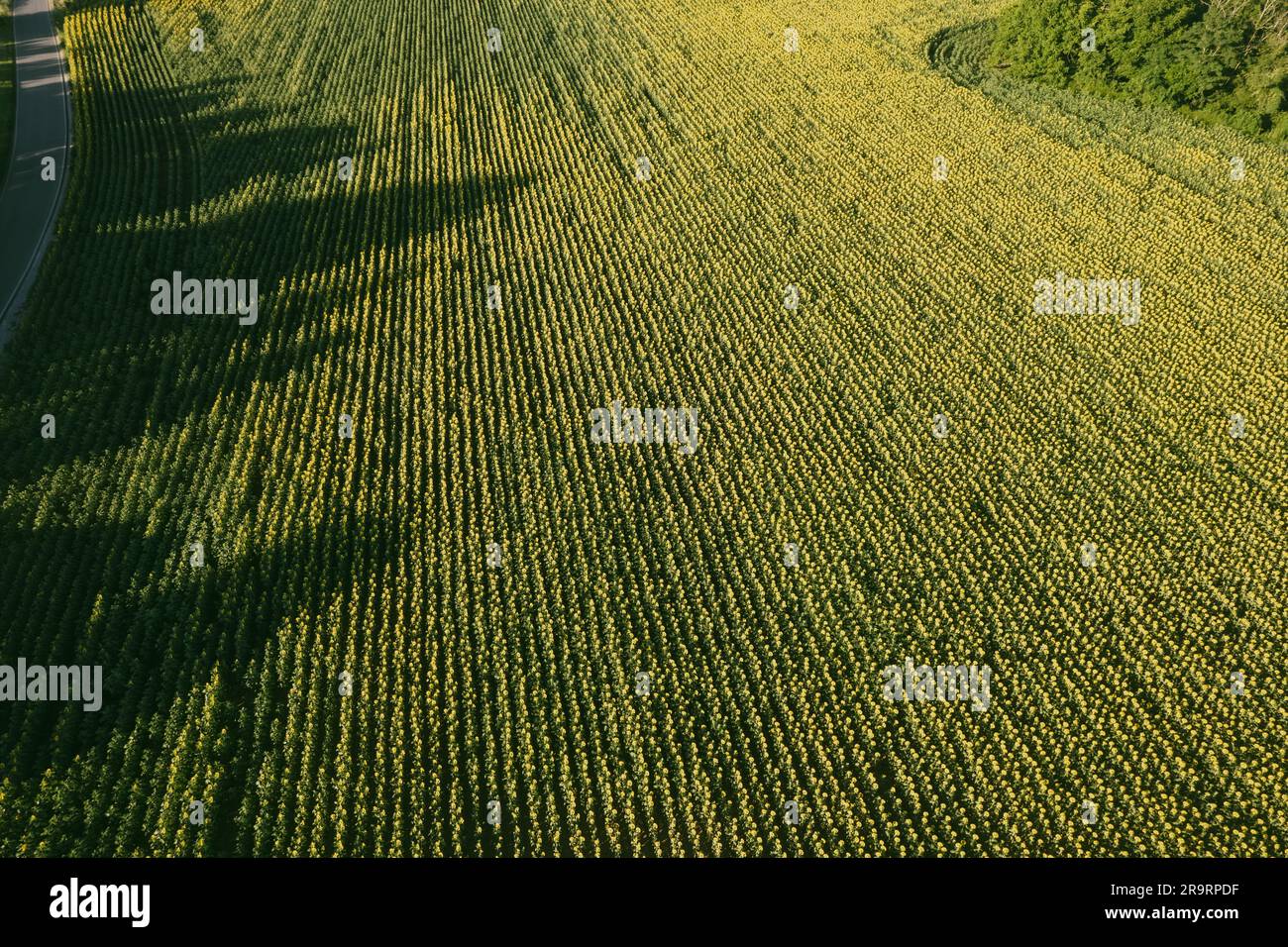 Top aerial view flying over sunflower plantation field just before ...
