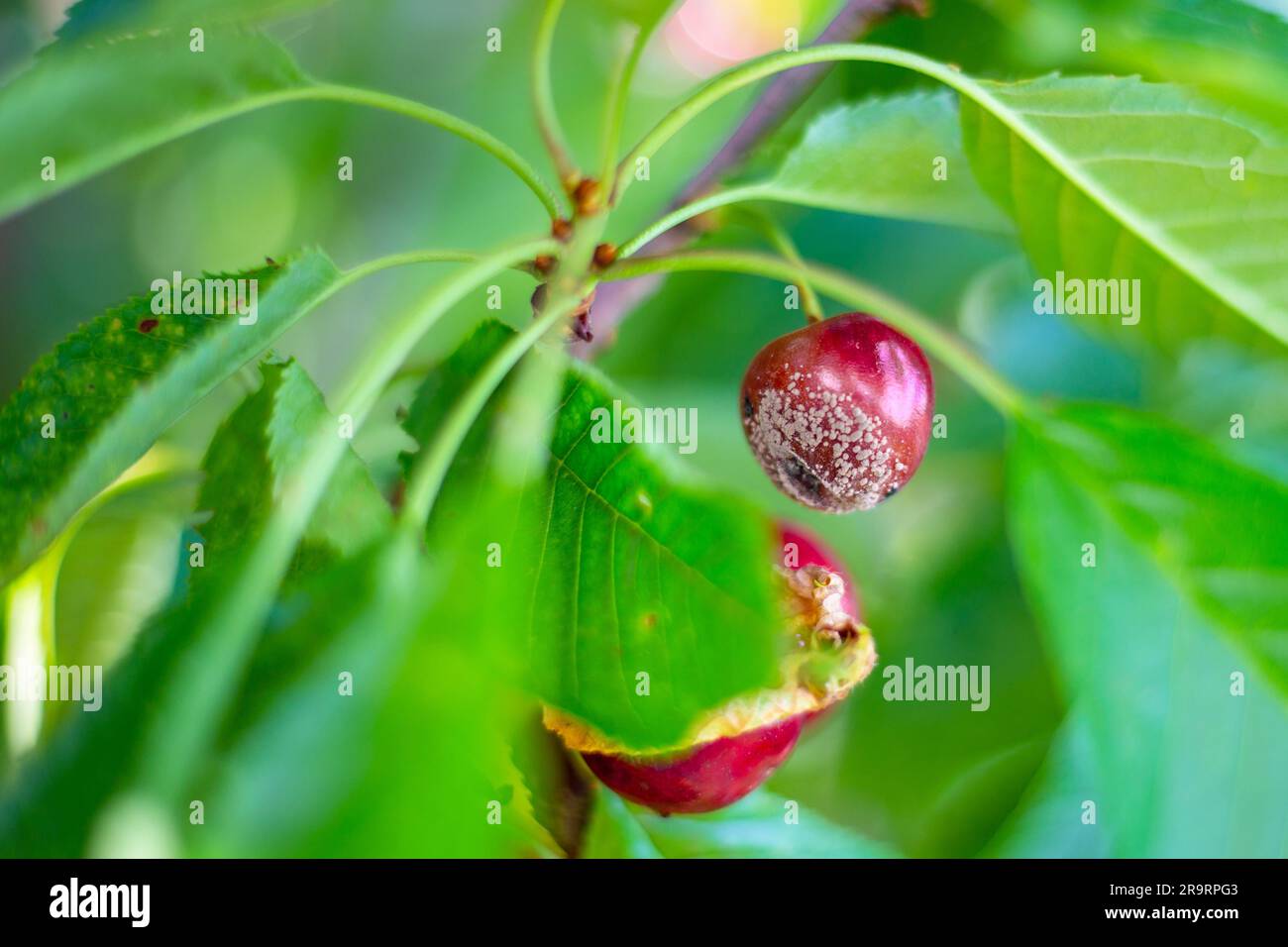 Berries of ripe cherries affected by the disease moniliasis. Monilial ...