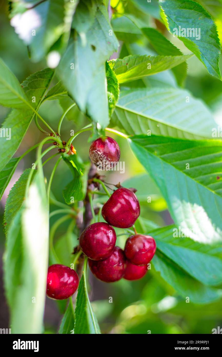 Berries of ripe cherries affected by the disease moniliasis. Monilial ...