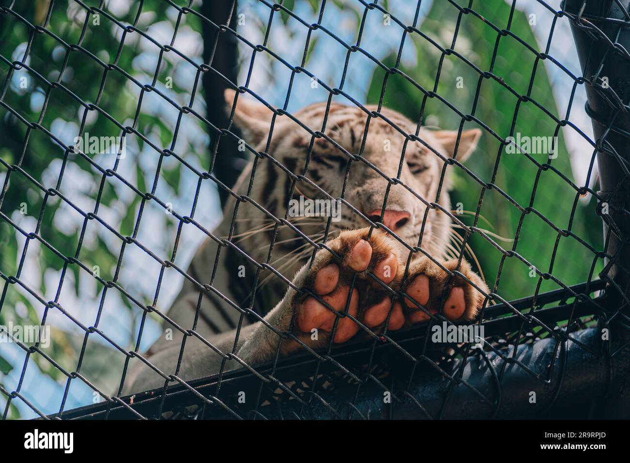 Close up shot of white tiger paws on metal fence. Tiger animal in ...