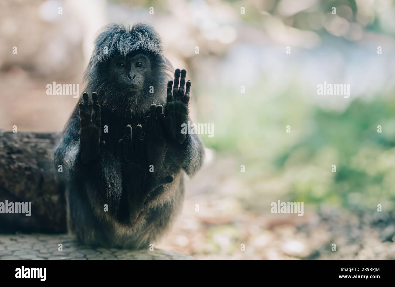 Close up shot of black monkey with hands on glass. Fluffy cute monkey ...