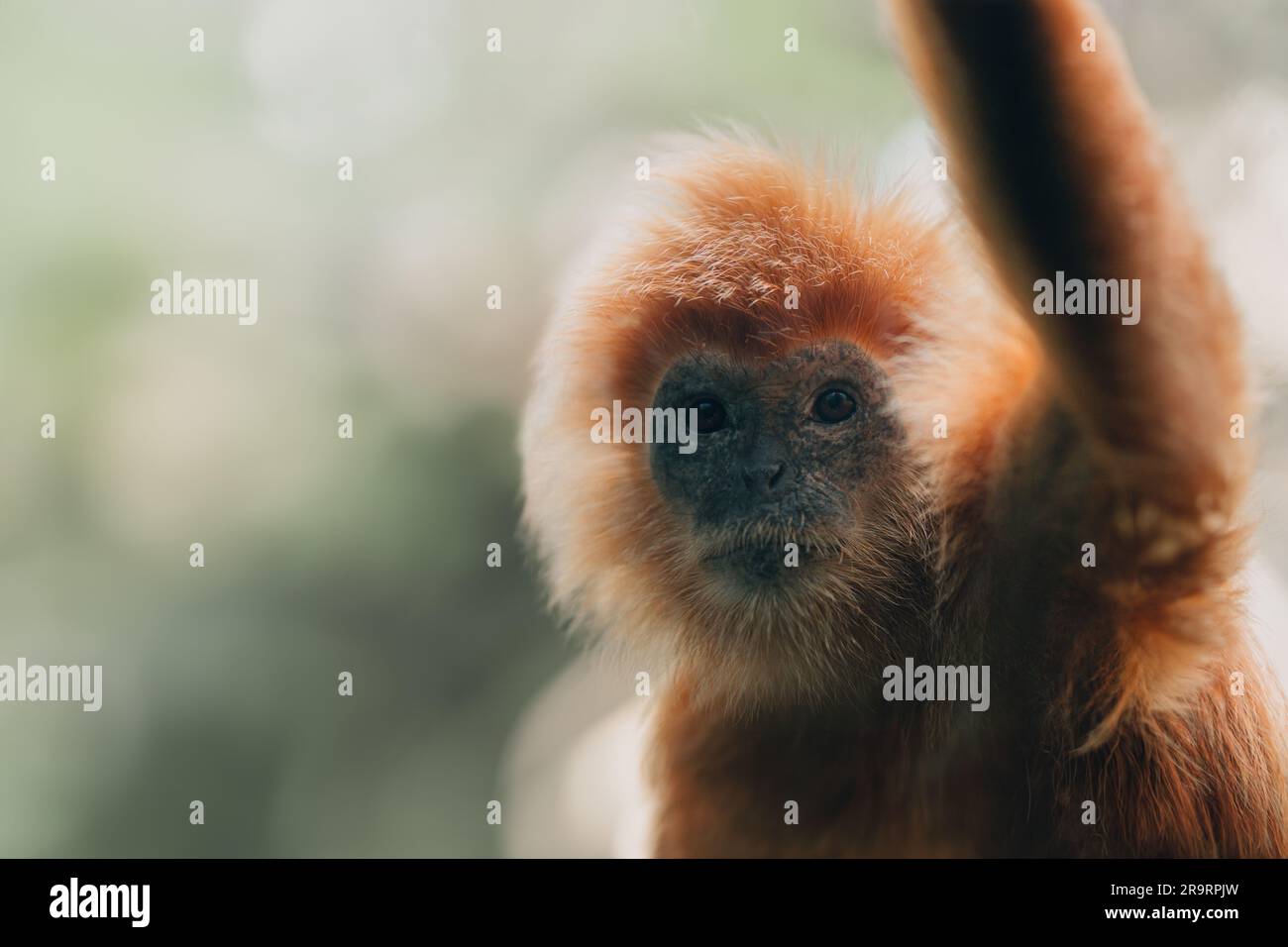 Close up shot of golden langur monkey species. Endangered monkey photo ...