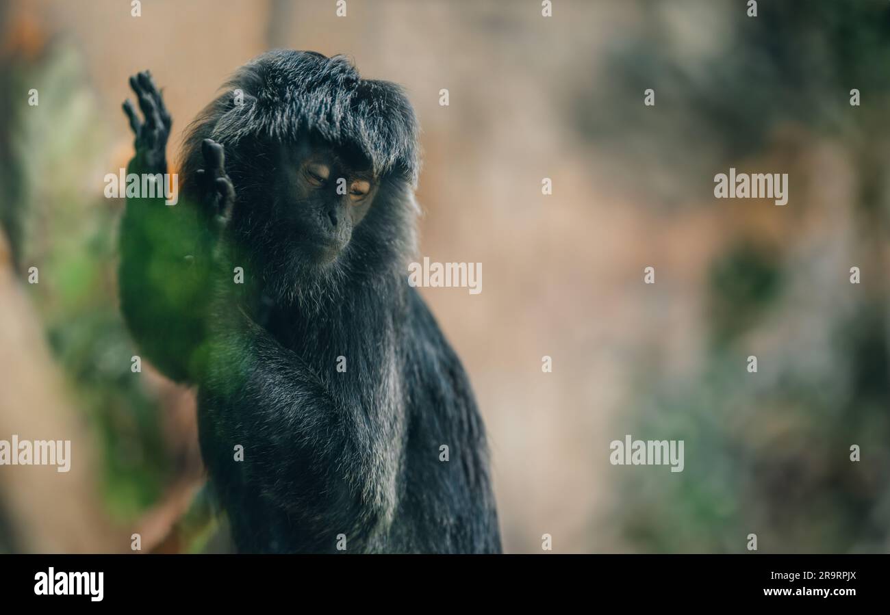 Close up shot of fluffy Goeldi's marmoset face. Cute adorable goeldis ...