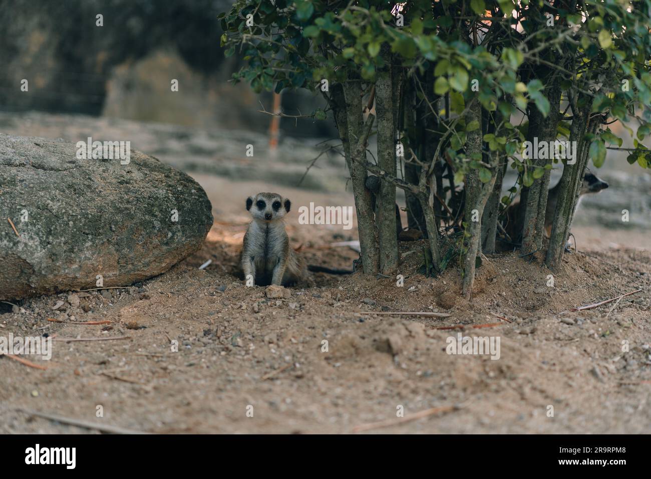 Group of suricates hiding under wood branch. Meerkats sitting in den on ...