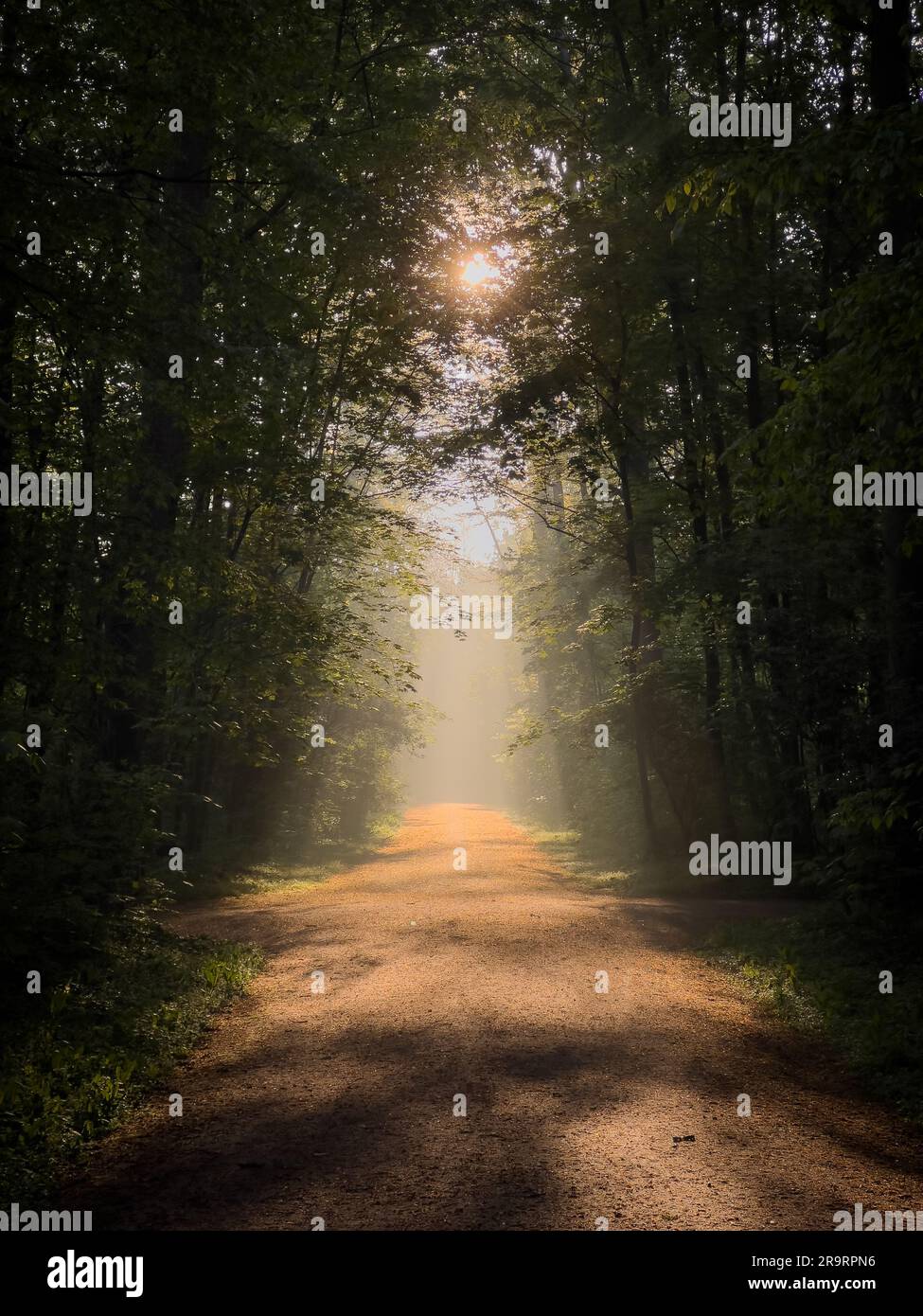 A scenic pathway meandering through a lush forest illuminated by warm ...