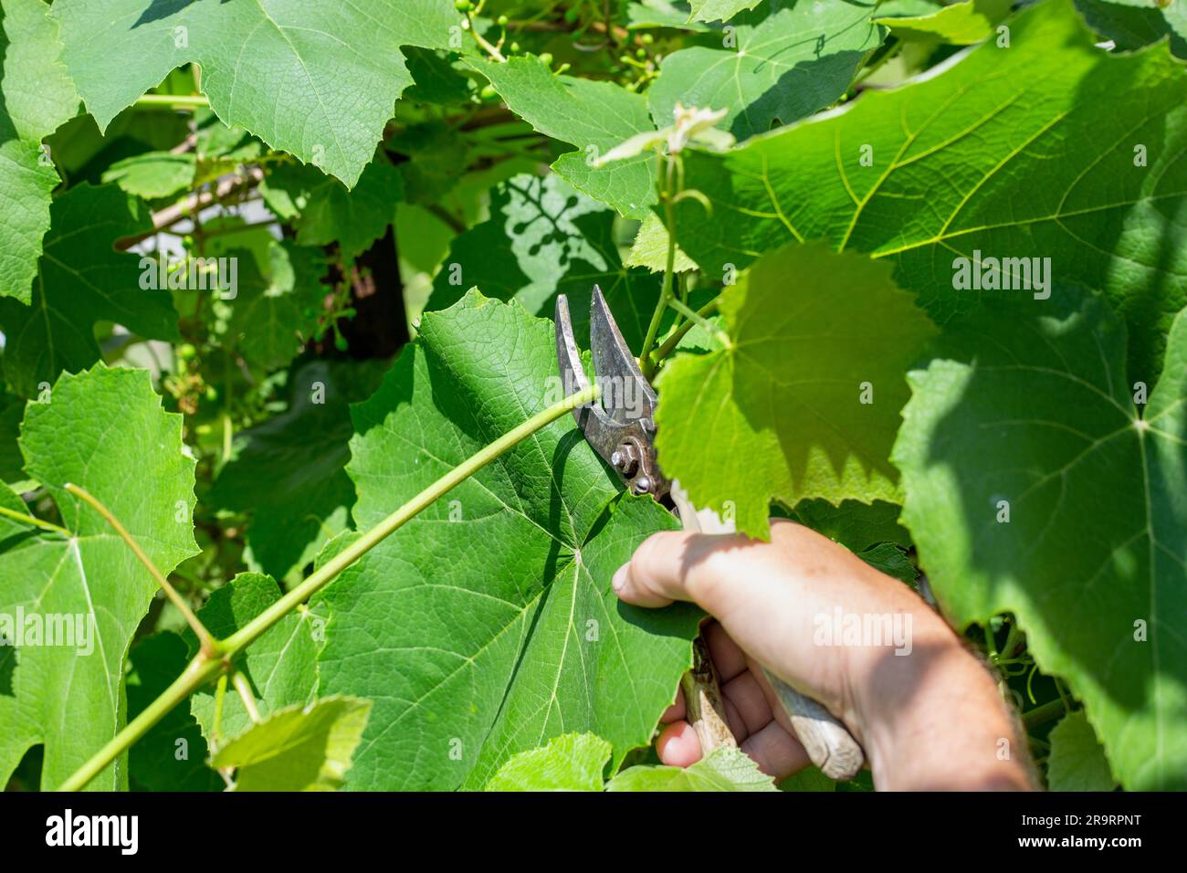 The gardener cuts the grapes with a pruner. Sanitary pruning of the ...