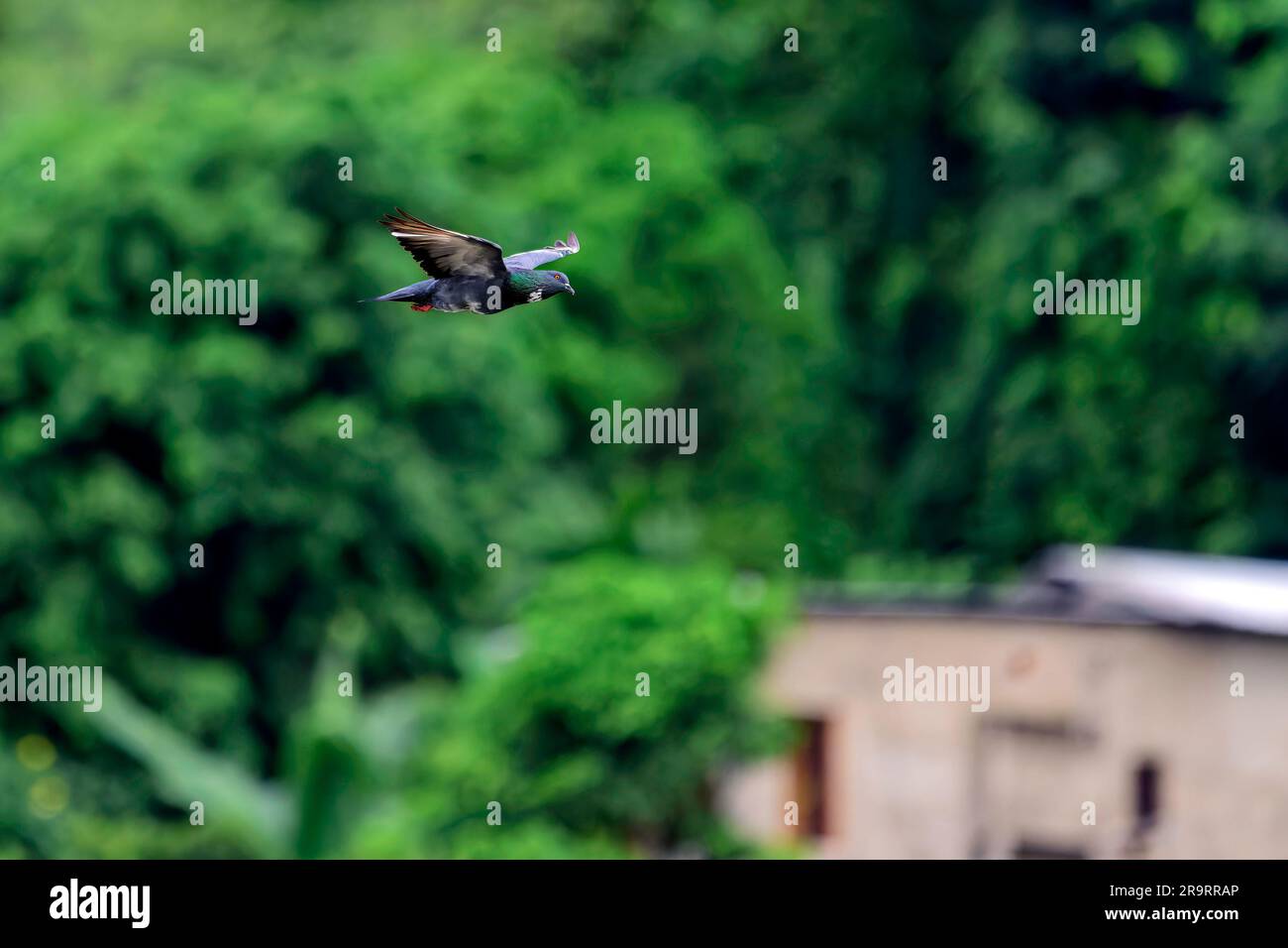 Wallpaper dove hi-res stock photography and images - Alamy