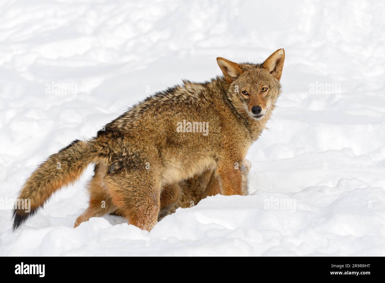 Coyote (Canis latrans) Looks Back Tail Extended Winter - captive ...