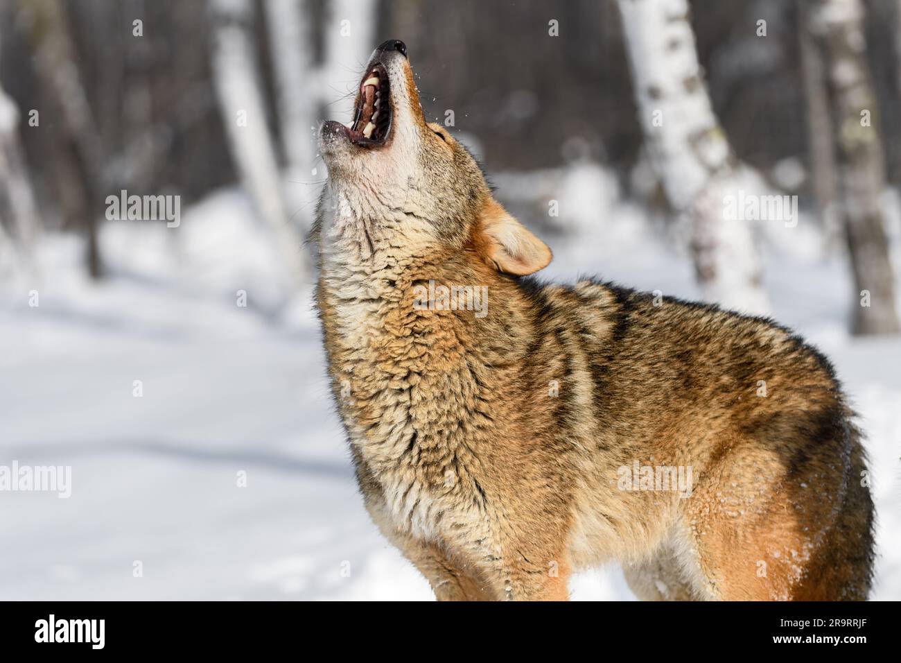 Coyote (Canis latrans) Nose to Sky Howling Winter - captive animal ...