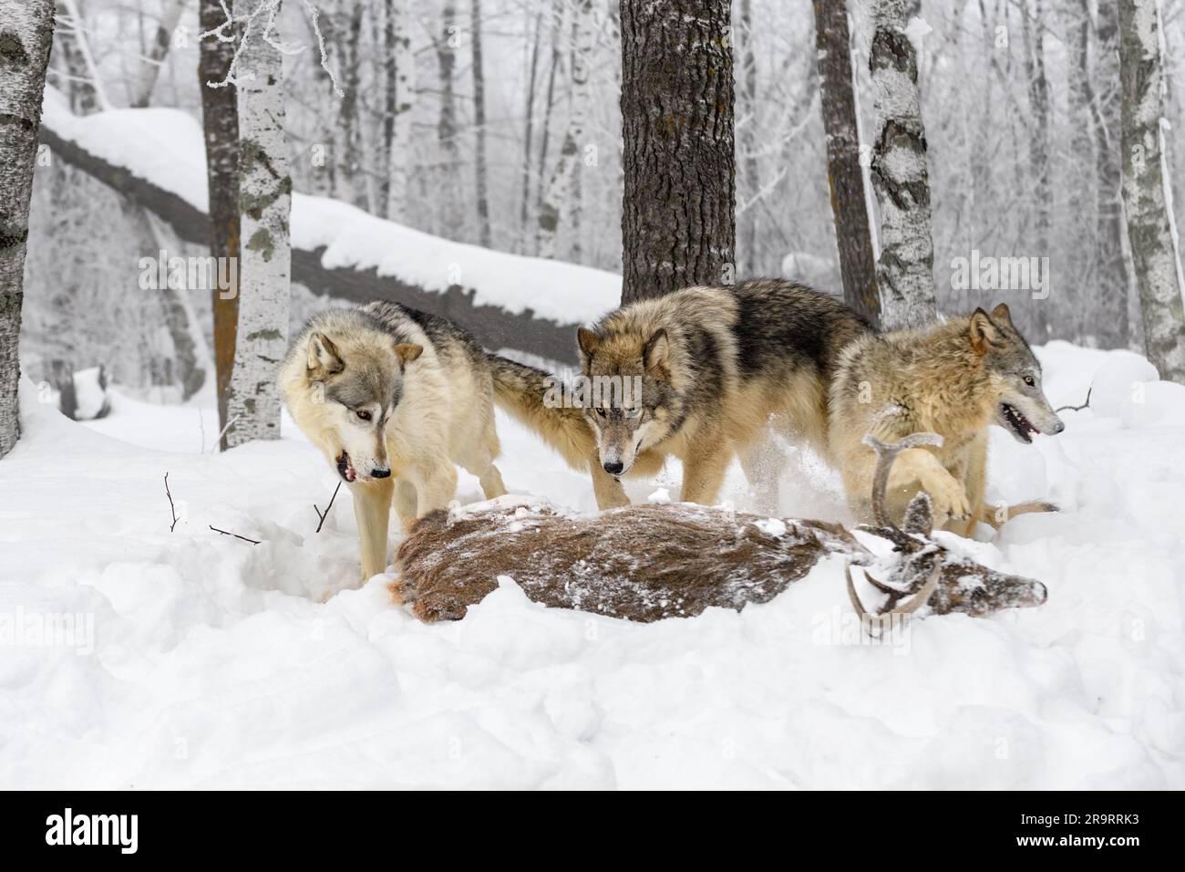 Three Grey Wolves (Canis lupus) Stand Behind Body of White-Tail Deer ...