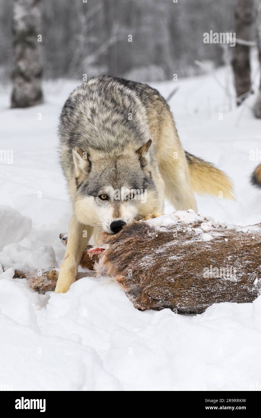 Grey Wolf (Canis lupus) Takes Bite of White-Tail Deer Body Winter ...